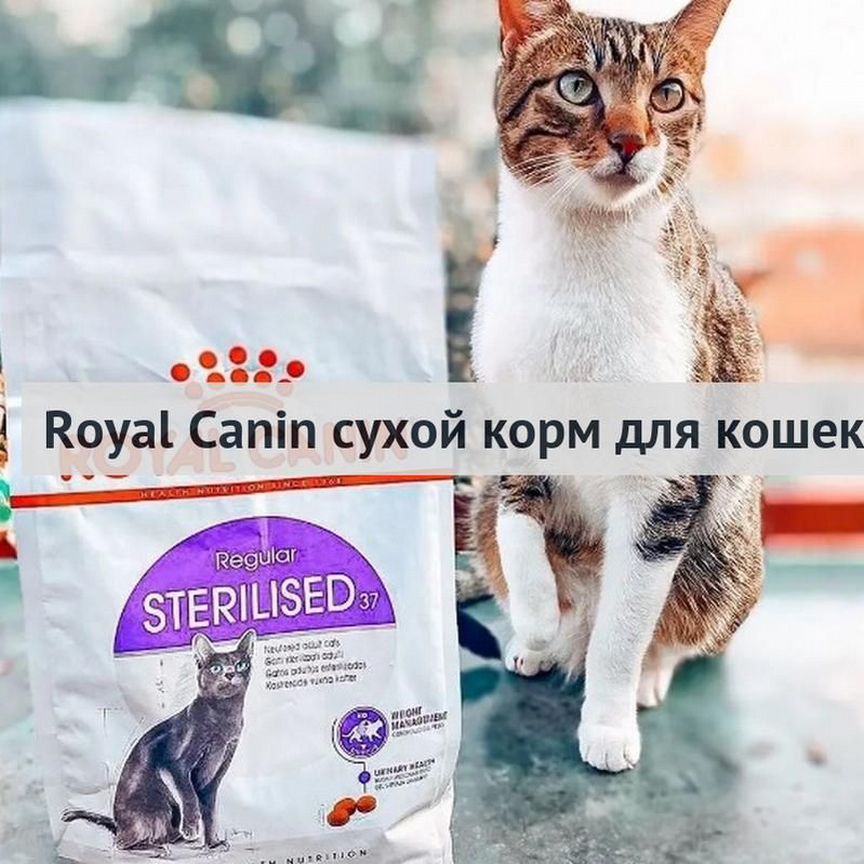 Корм сухой роял канин для кошек Royal Canin сухой