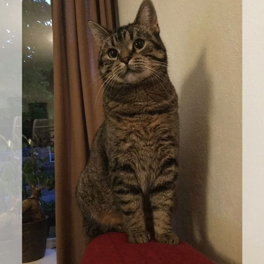 Взрослый кот в добрые руки