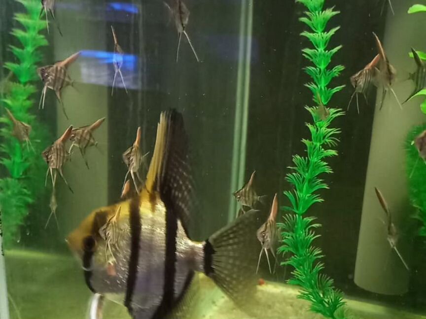 Перуанский альтум