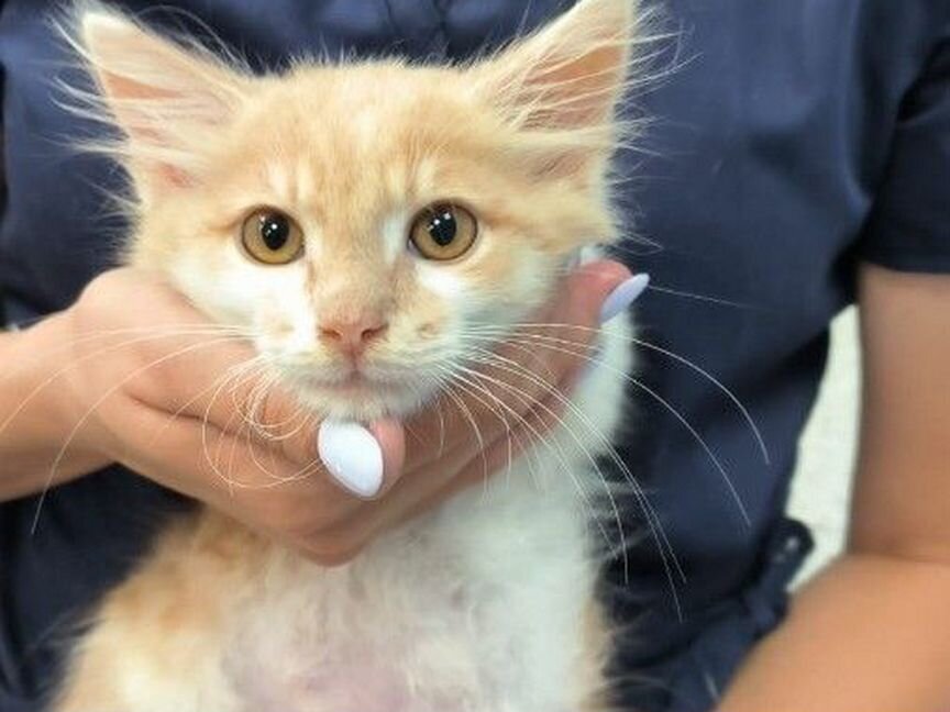 Котенок богатырь