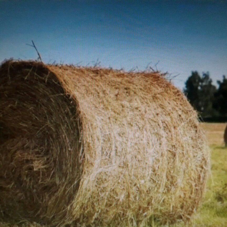 Сено