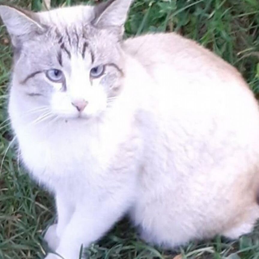 Котики-подростки ищут дом