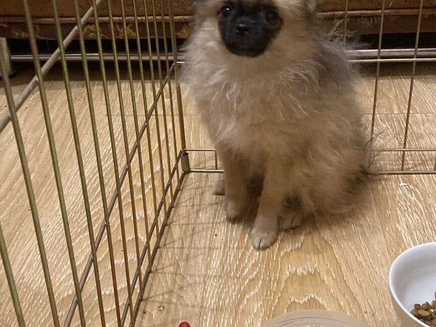 Щенки шпица