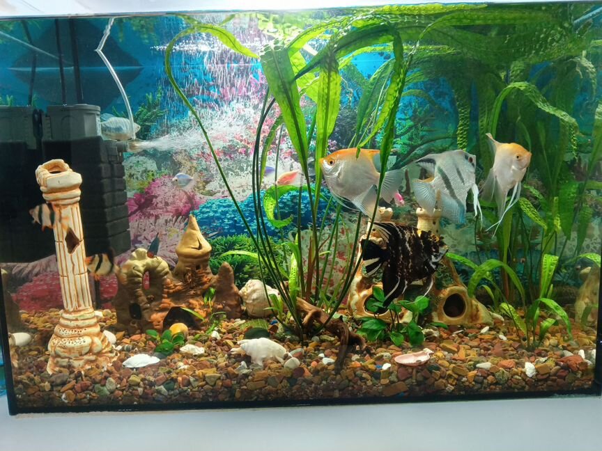 Аквариум с тумбой и рыбками