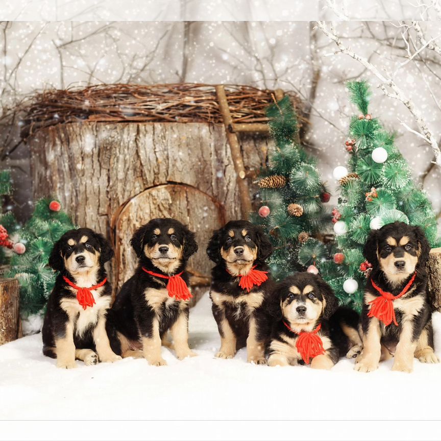 Бурятская собака-хотошо