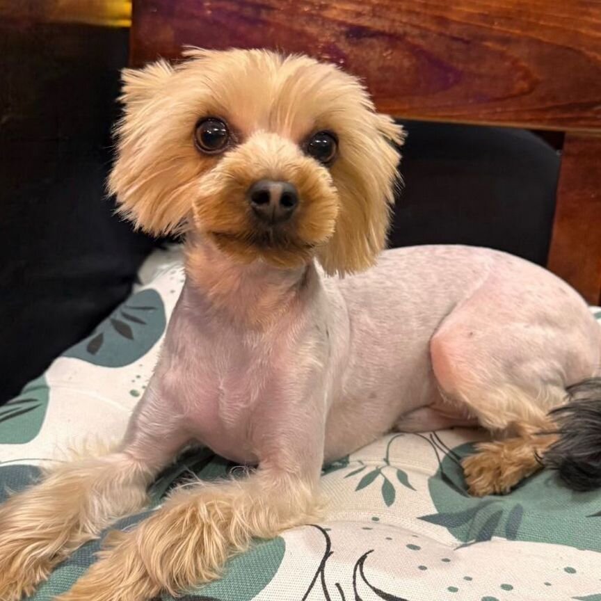 Йоркширский терьер, взрослый пёс