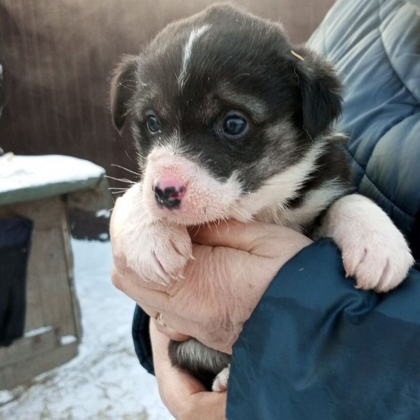 Щенок в добрые руки