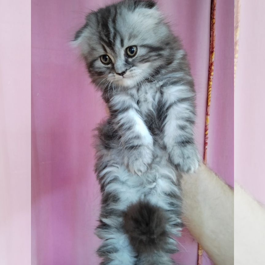 Продаю котенка