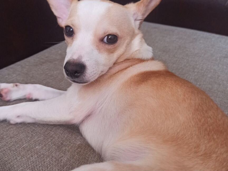 Продам маленькую собаку