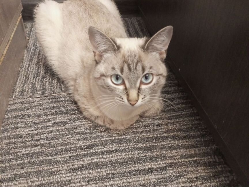 Сиамская кошичка