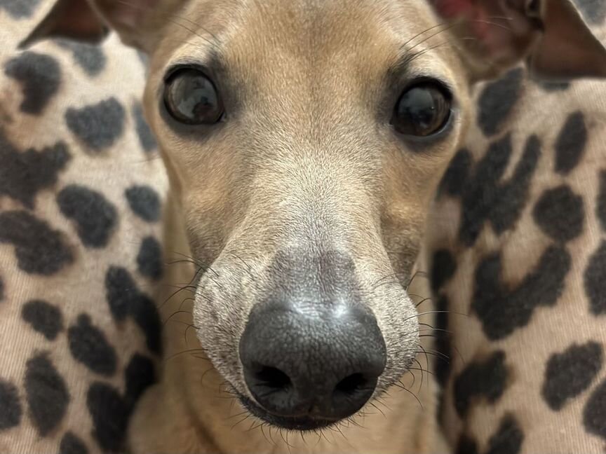 Вязка бесплатно