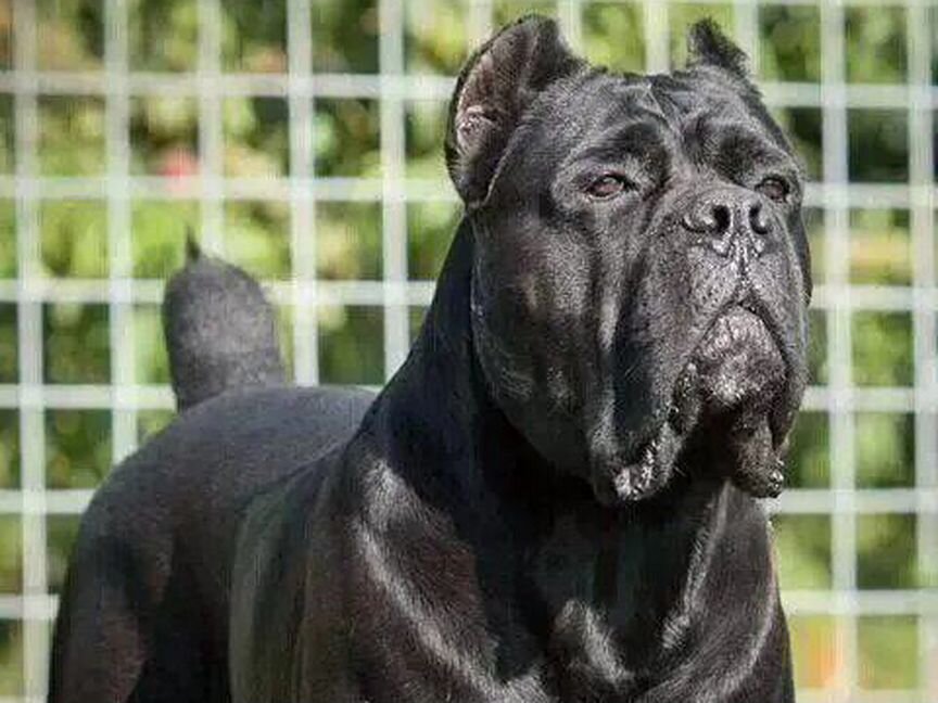 Кане Корсо -Римский Воин