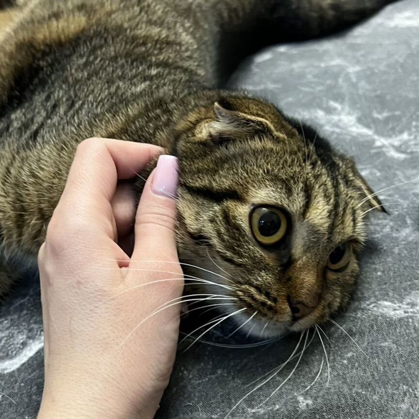 Шотландский вислоухий короткошёрстный котёнок