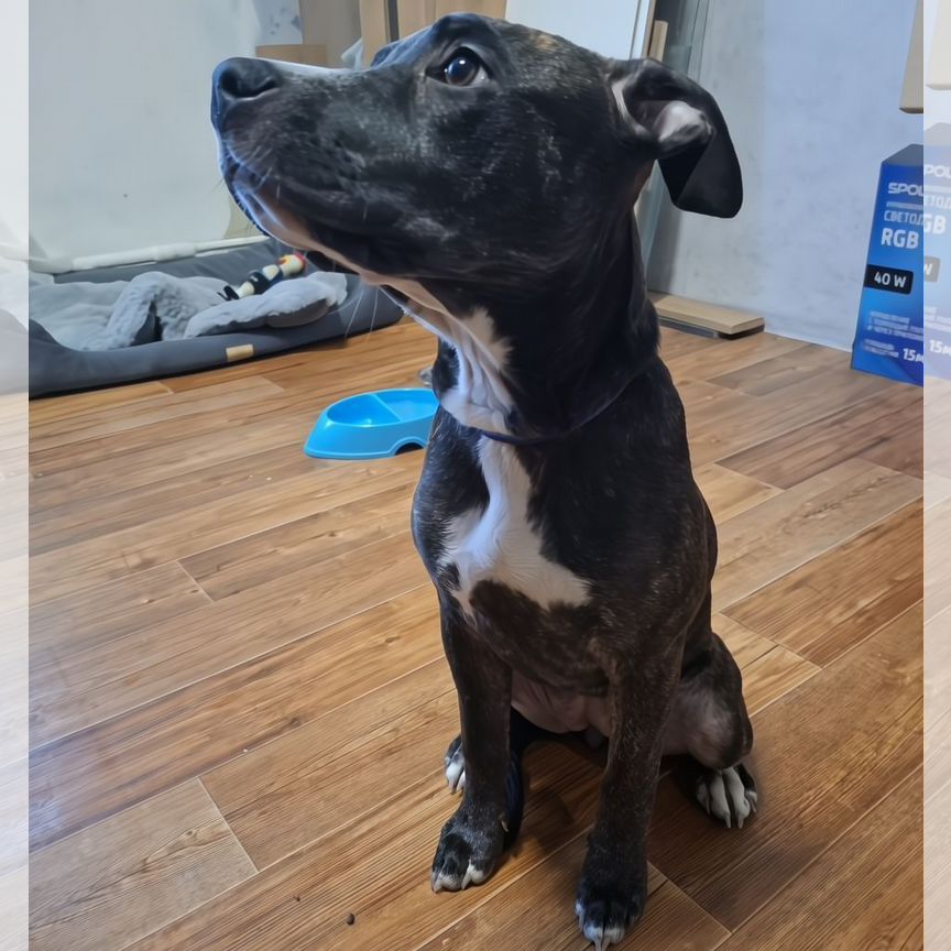 Американский питбультерьер, щенок