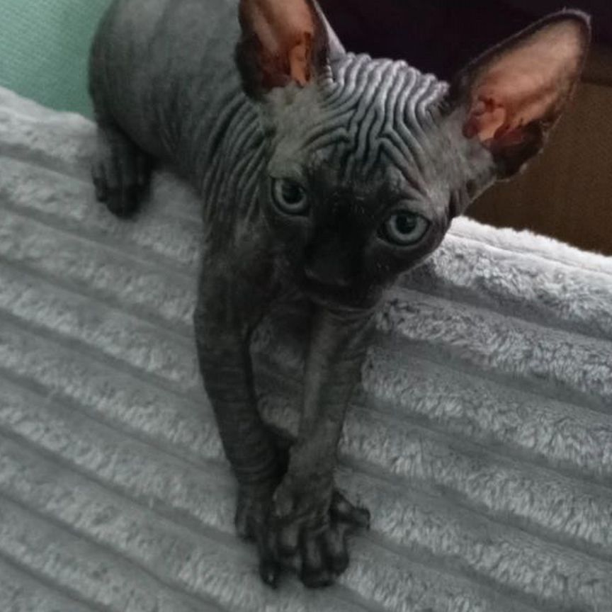 Канадский сфинкс котёнок