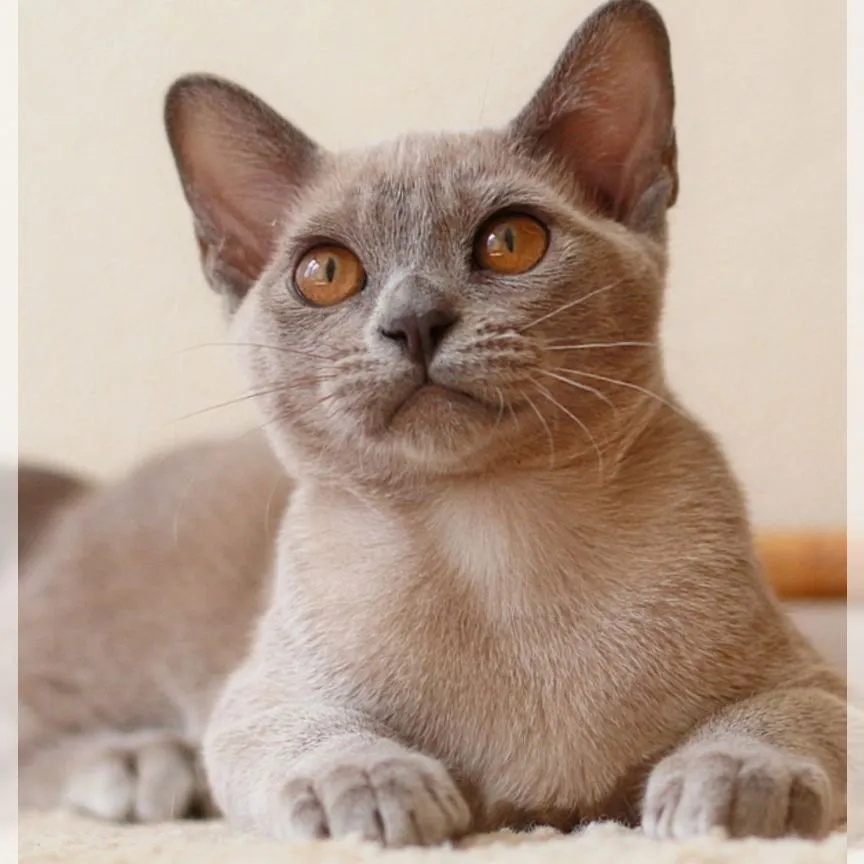 Котик жемчужно- голубого окраса