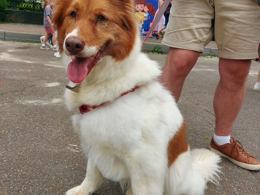 Собака в добрые руки