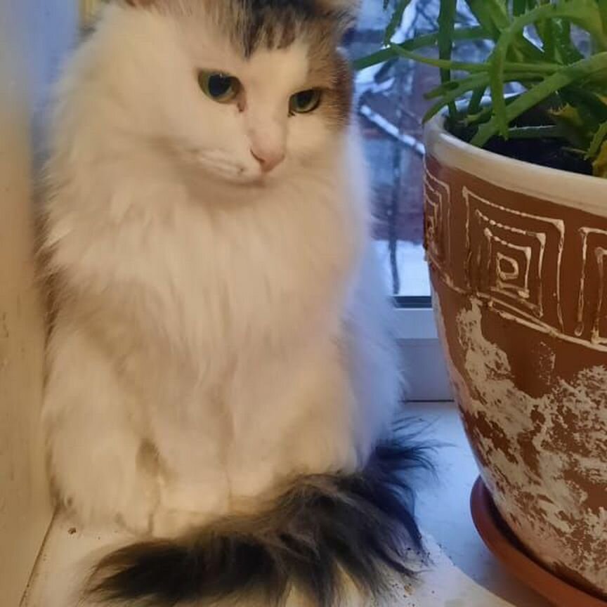 Кошечка Лиза 1 годик
