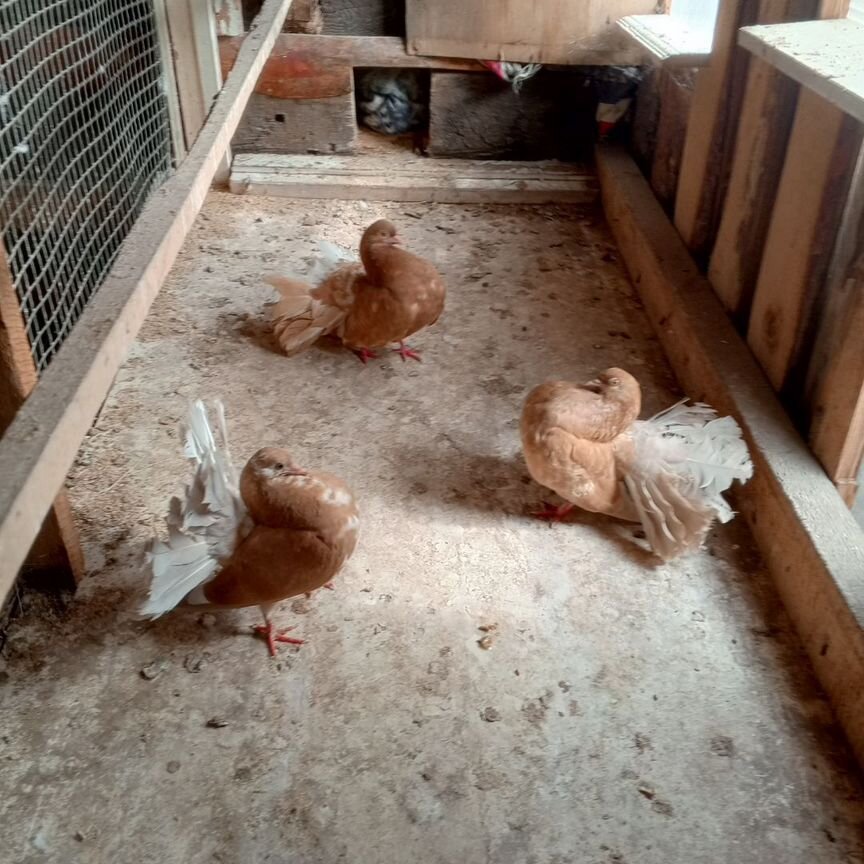 Голуби павлины