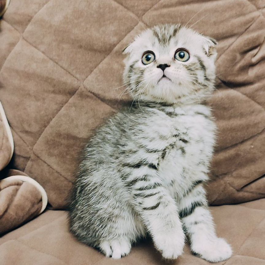 Шотландский кот