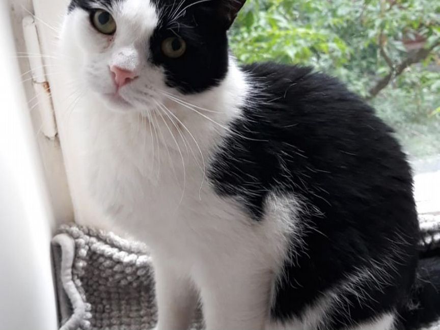 Котик Маркиз ищет дом