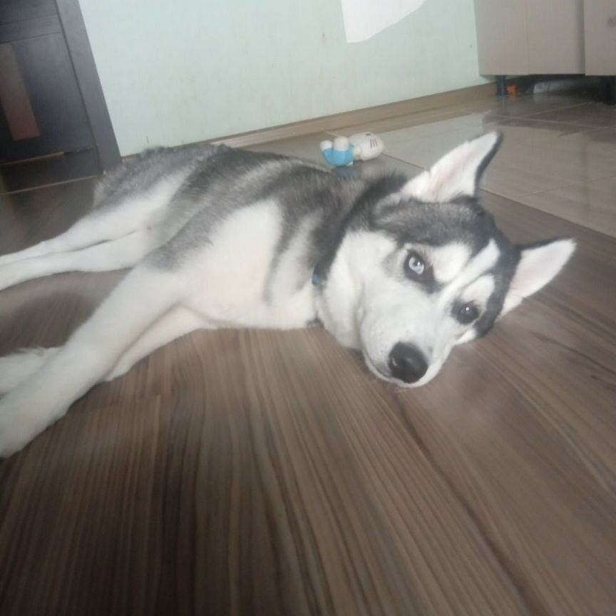 Сибирский хаски 8 мес мальчик