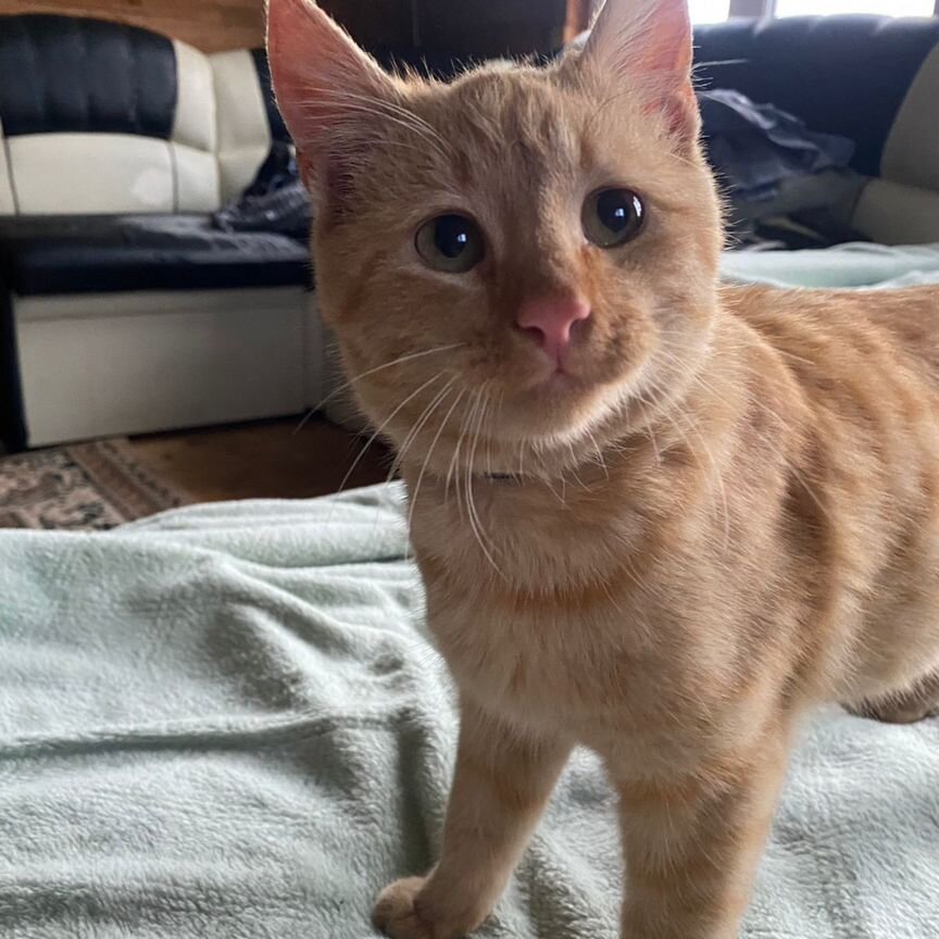 Котенок рыжий мальчик может оказаться на улице