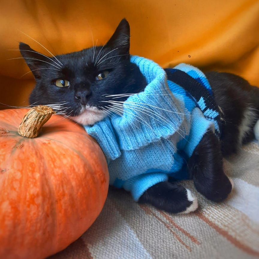 Котик Вася ищет дом