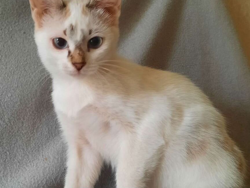 Кошка Кинза