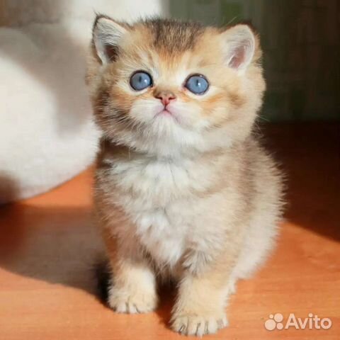 Британские котята