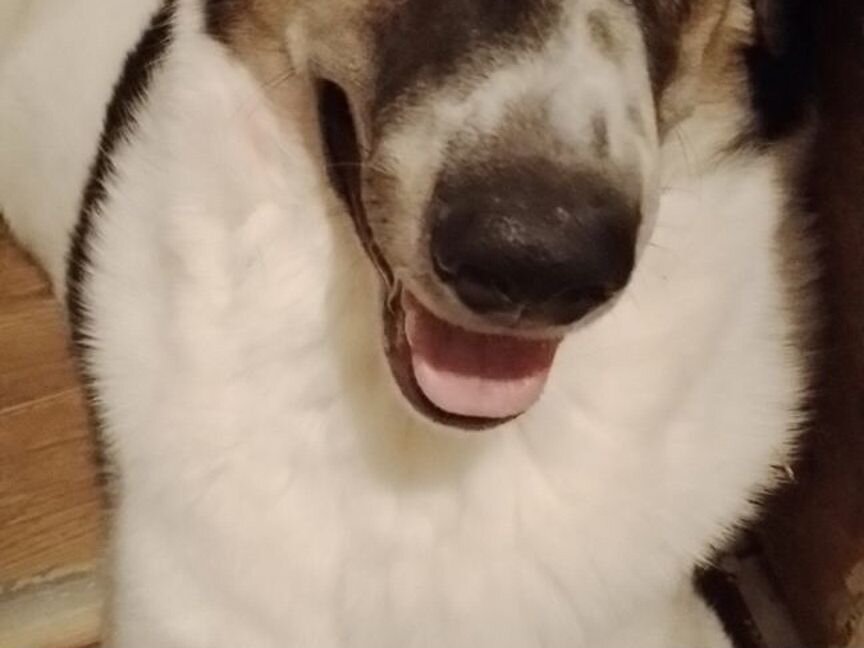 Отдам подрощенного щенка большой собаки