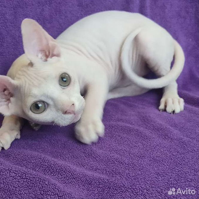 Канадский сфинкс. Котик