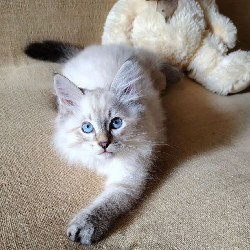 Невский маскарадный котёнок
