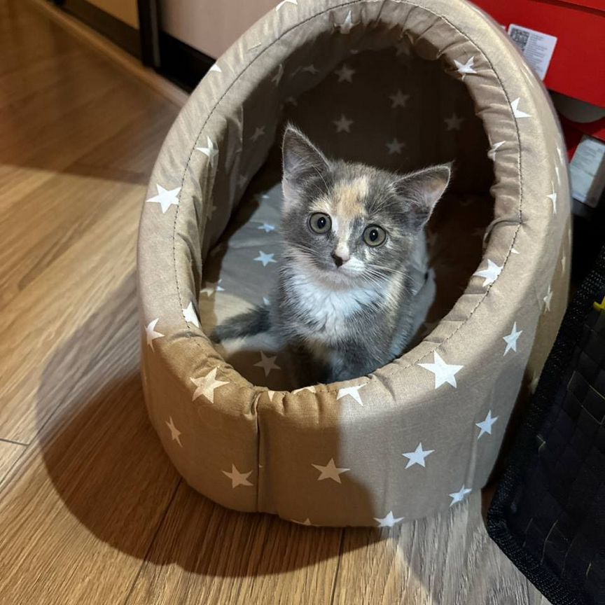 Котенок Ириска в добрые руки