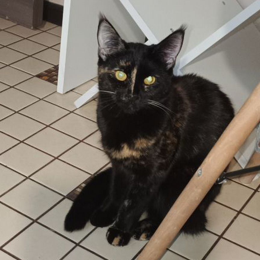 Отдам бесплатно кошечку