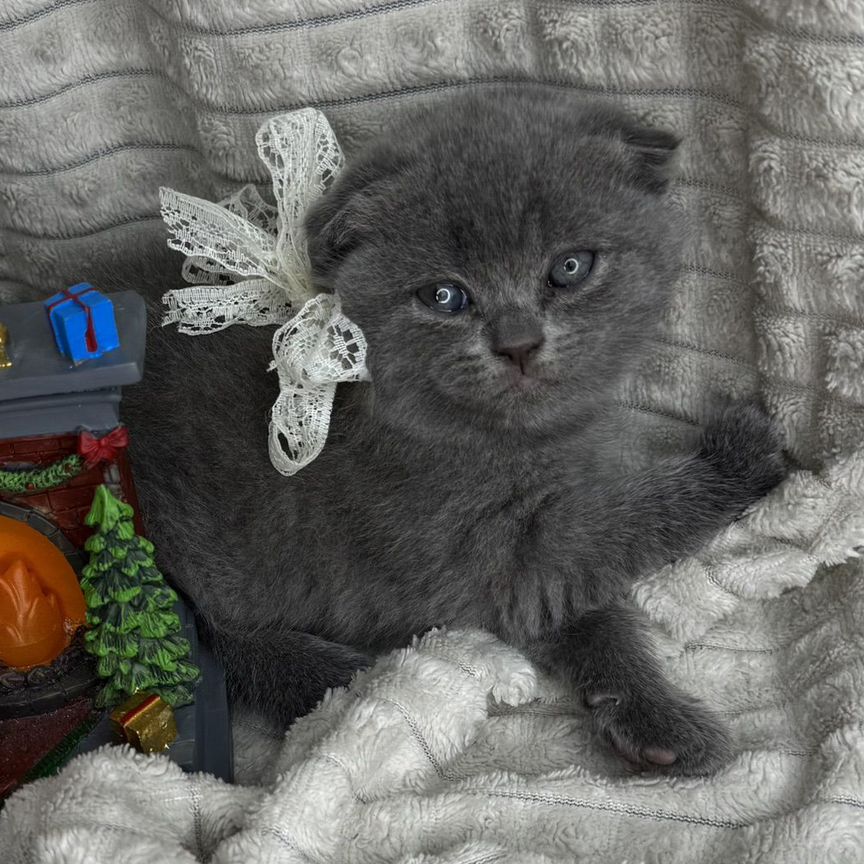 Шотландский вислоухий короткошёрстный котёнок