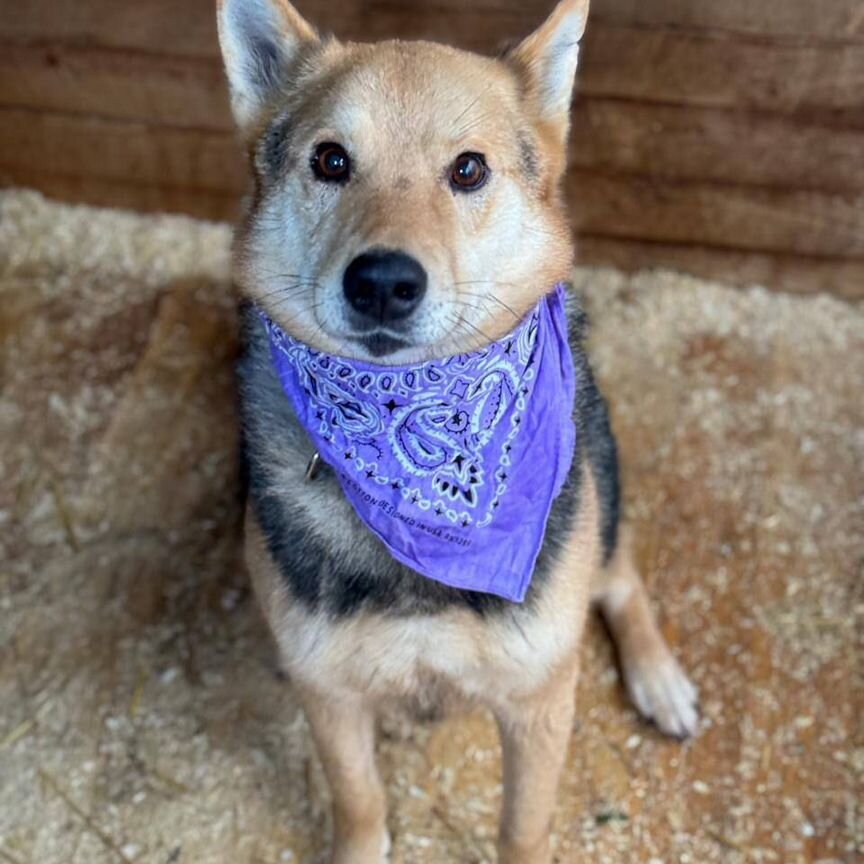 Пес Феникс ждёт вас в приюте Некрасовка