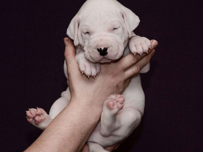 Аргентинский дог мальчик и две девочки