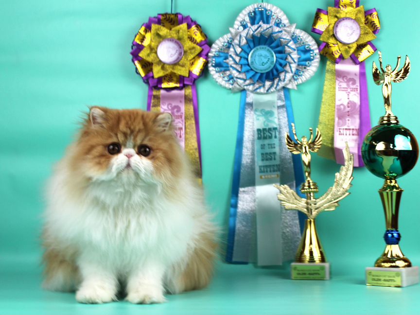 Персидский котенок