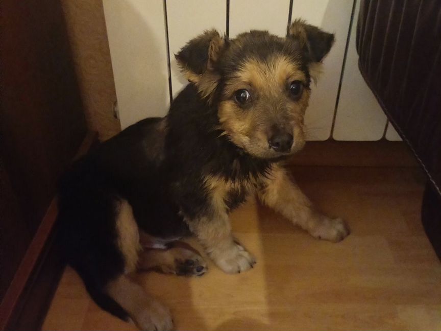 Крупный щенок на охрану