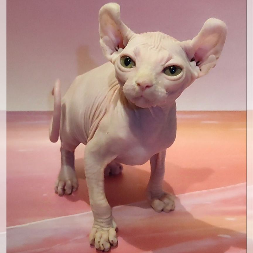 Канадский сфинкс котёнок