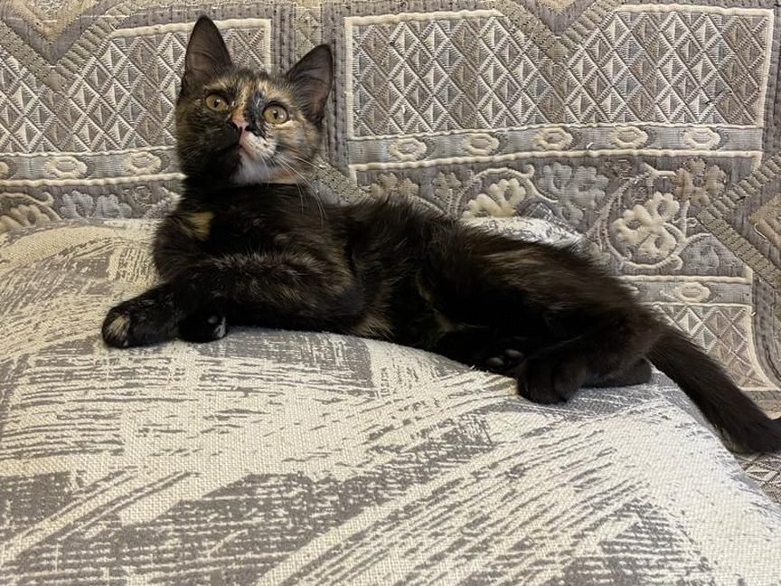 Кошка Шурочка. В добрые ручки стерилизована