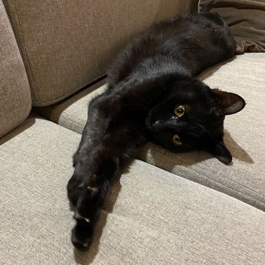 Кот Кунжут, 1-2 года