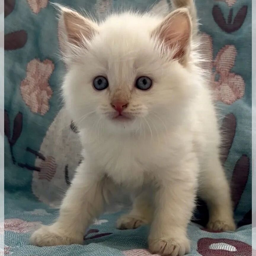 Сибирский котёнок