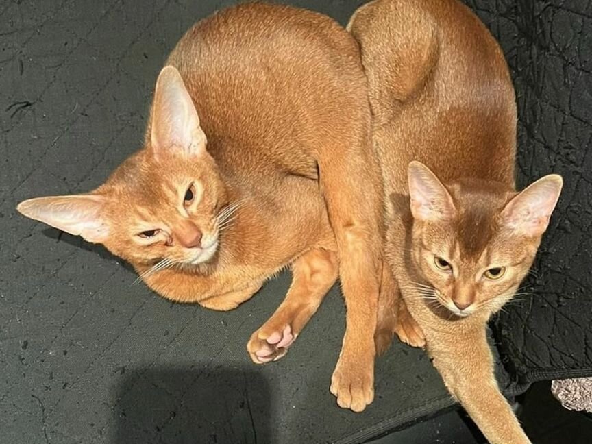 Абиссинская