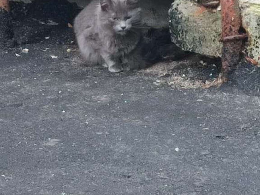 Маленький котенок плачет у подъезда