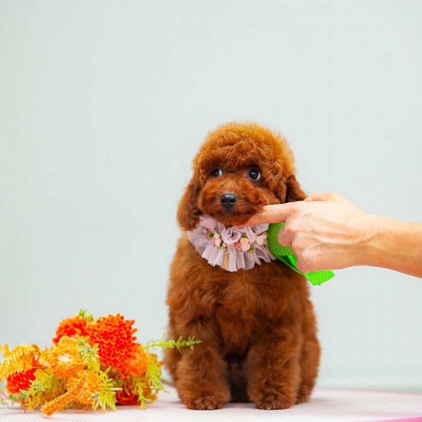 Рыжий красавчик