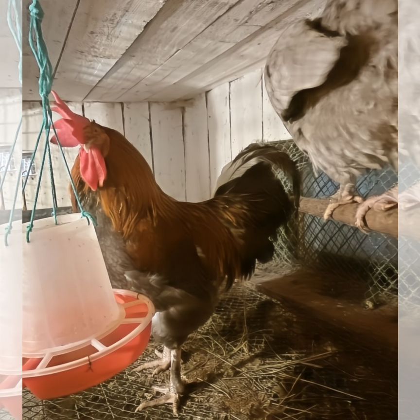 Семья кур маран