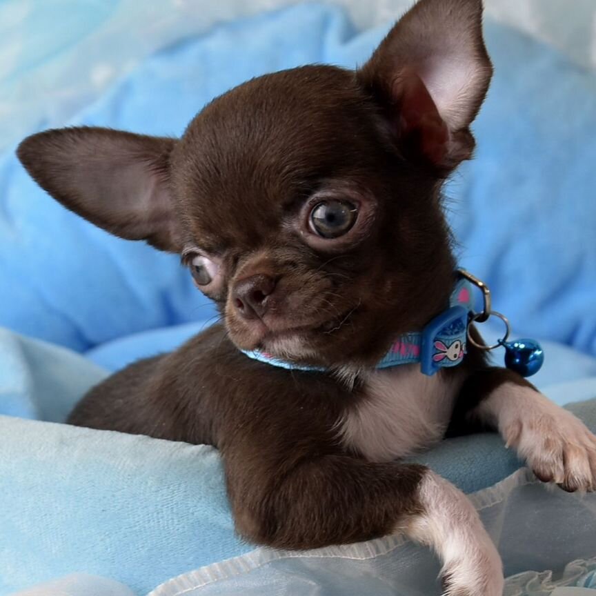 Чихуахуа, щенок