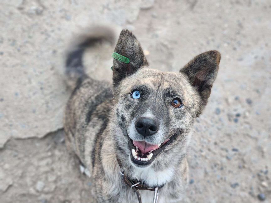 Собака Майя в добрые руки